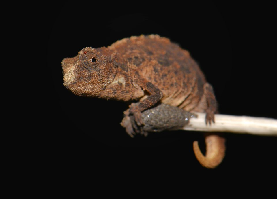 Brookesia micra auf Nosy Hara, Madagaskar - Tanalahorizon - Madagaskar ...