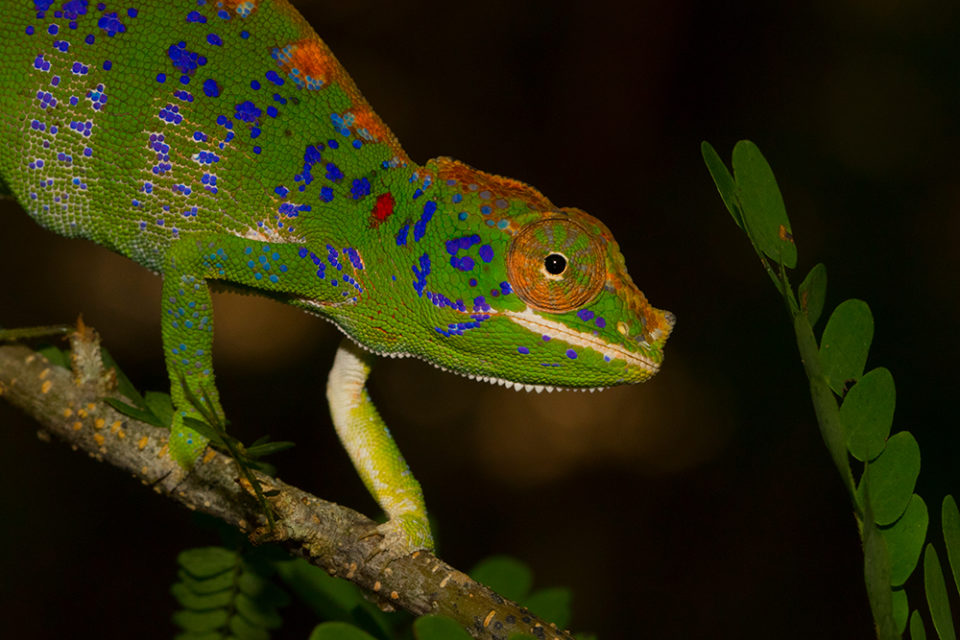 Furcifer labordi Weibchen - TANALAHORIZON - Madagaskar-Reisen und ...