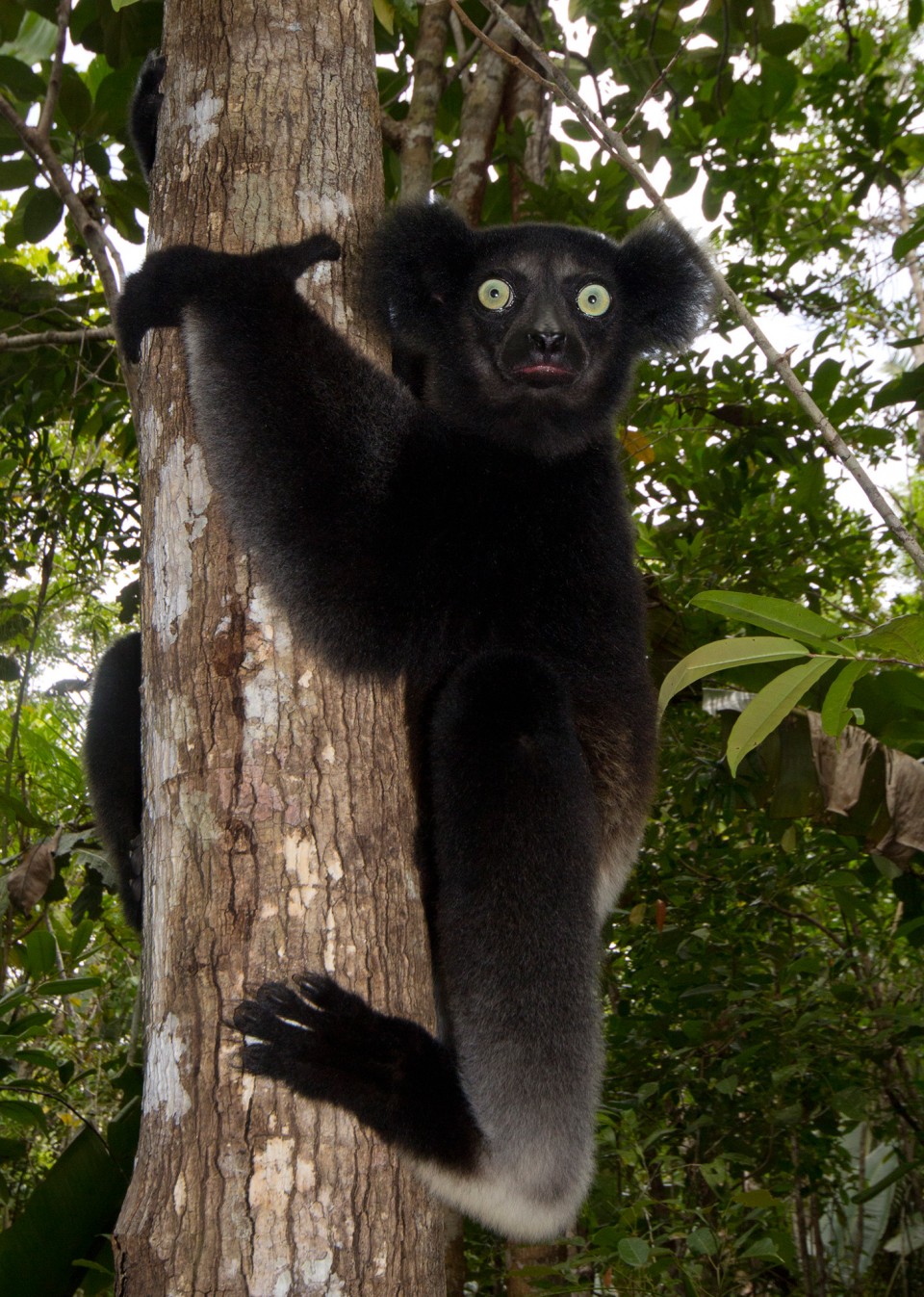 Indri - Tanalahorizon - Madagaskar travels since 1995