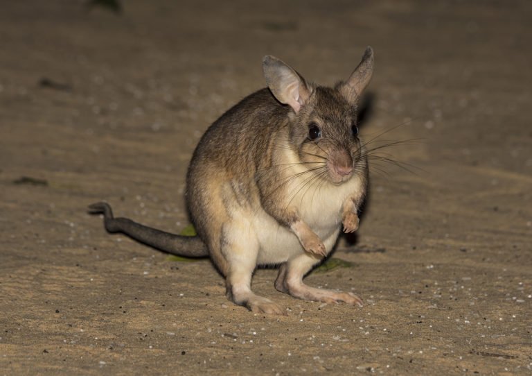 Malagasy jumping rat (Hypogeomys antimena), Kängururatte, Madagaskar ...