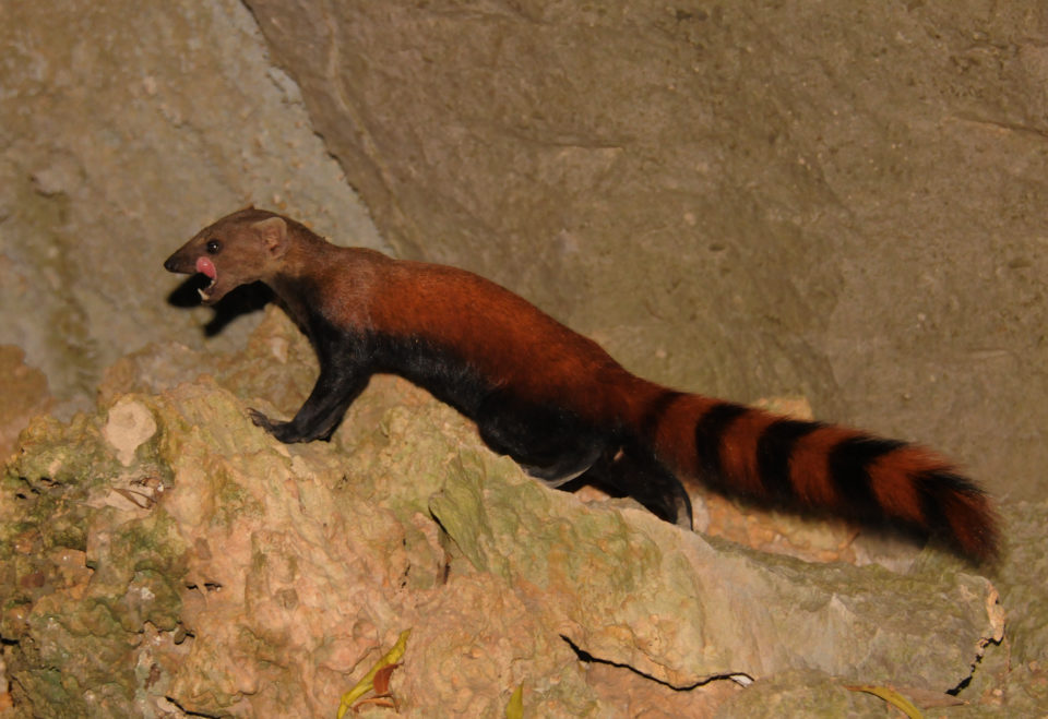 Manguste - TANALAHORIZON - Madagaskar-Reisen und Fotoreisen seit 1995