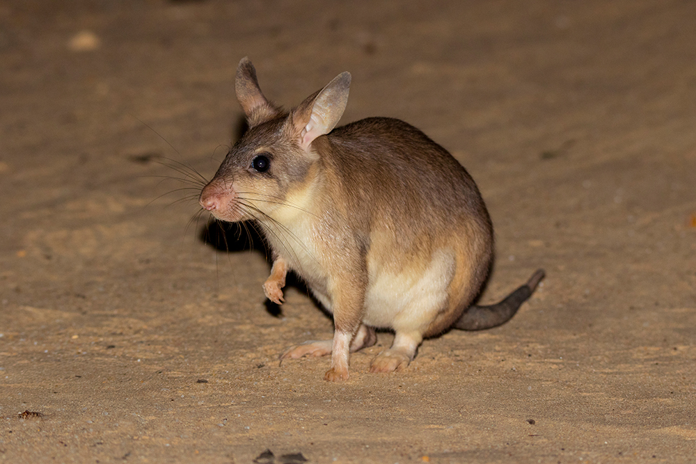 Der Wilde Westen - TANALAHORIZON - Madagaskar-Reisen und Fotoreisen ...