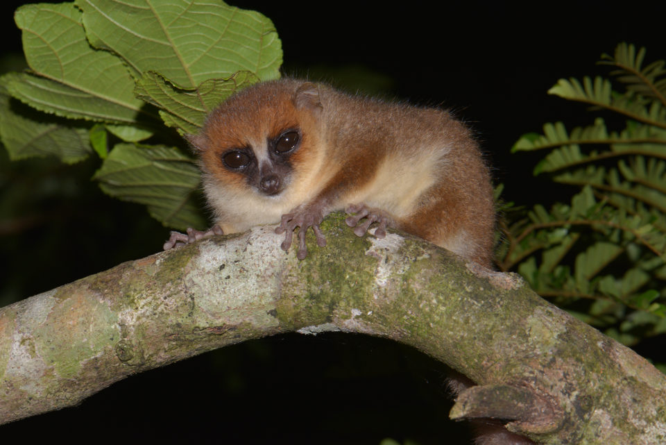 Mausmaki in Masoala - TANALAHORIZON - Madagaskar-Reisen und Fotoreisen ...